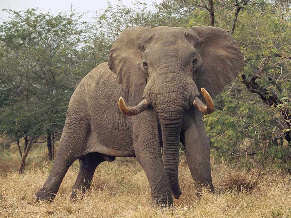 SPANISH ANIMALS Flashcards | Memorang