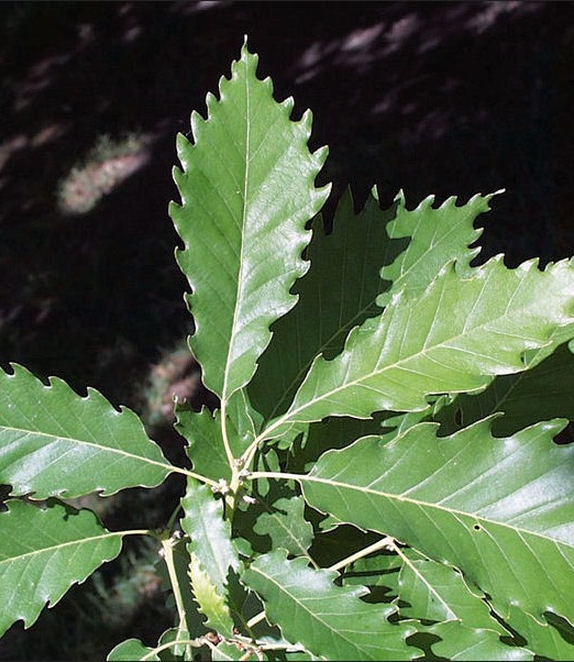 Study guide Flashcards | Memorang