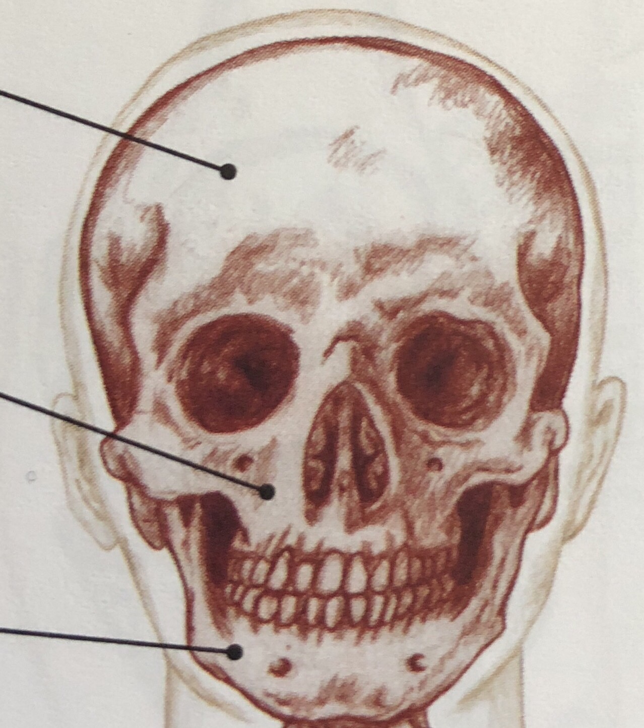 Skeletal system Flashcards | Memorang