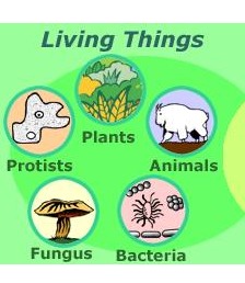 Ecosystem Flashcards Memorang