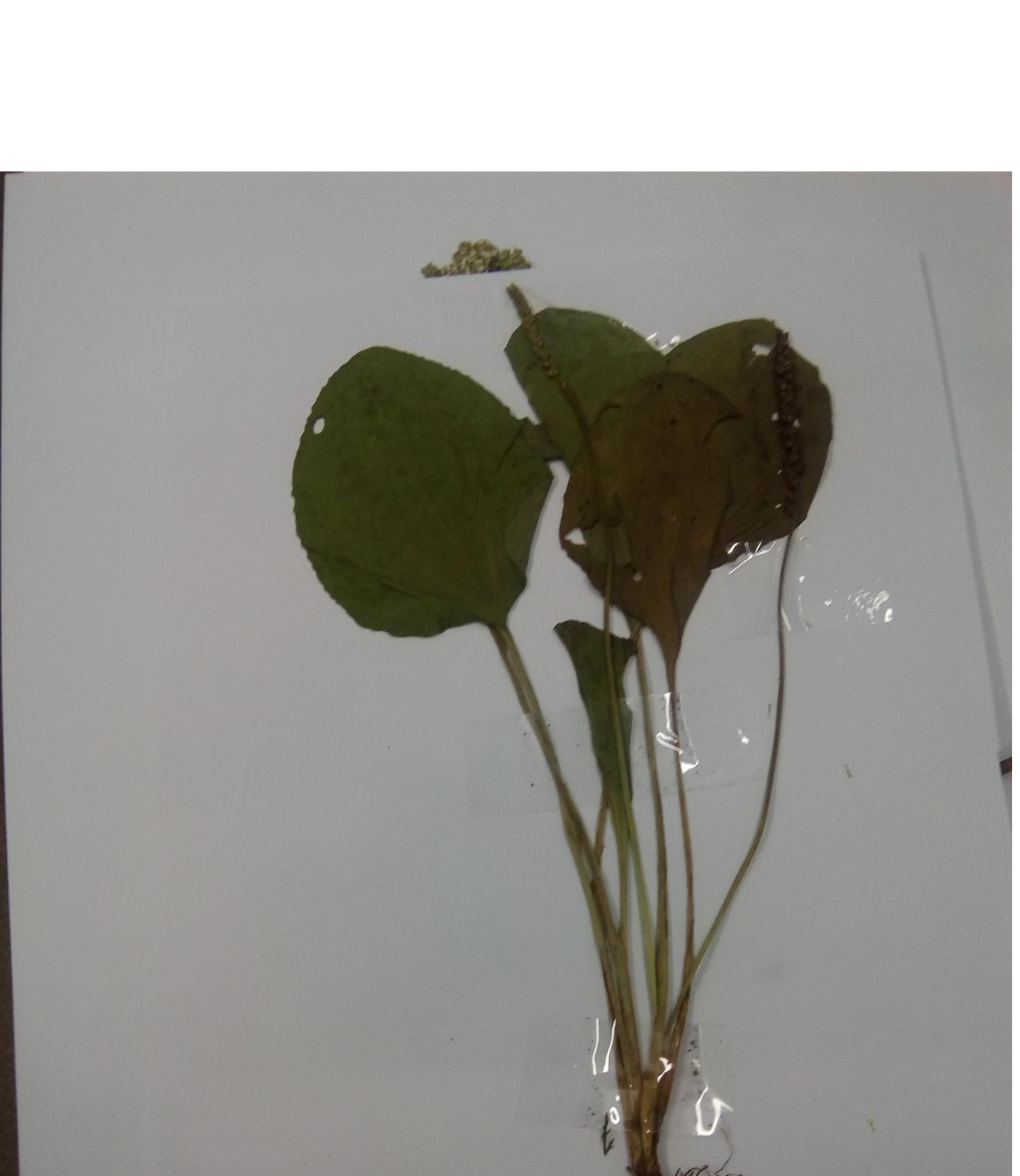 Bio taimed Flashcards | Memorang