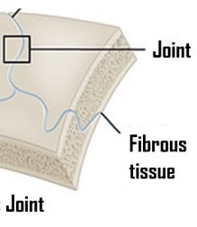 Joints Flashcards | Memorang