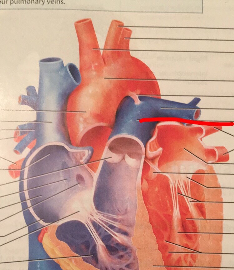 Heart vessels Flashcards | Memorang
