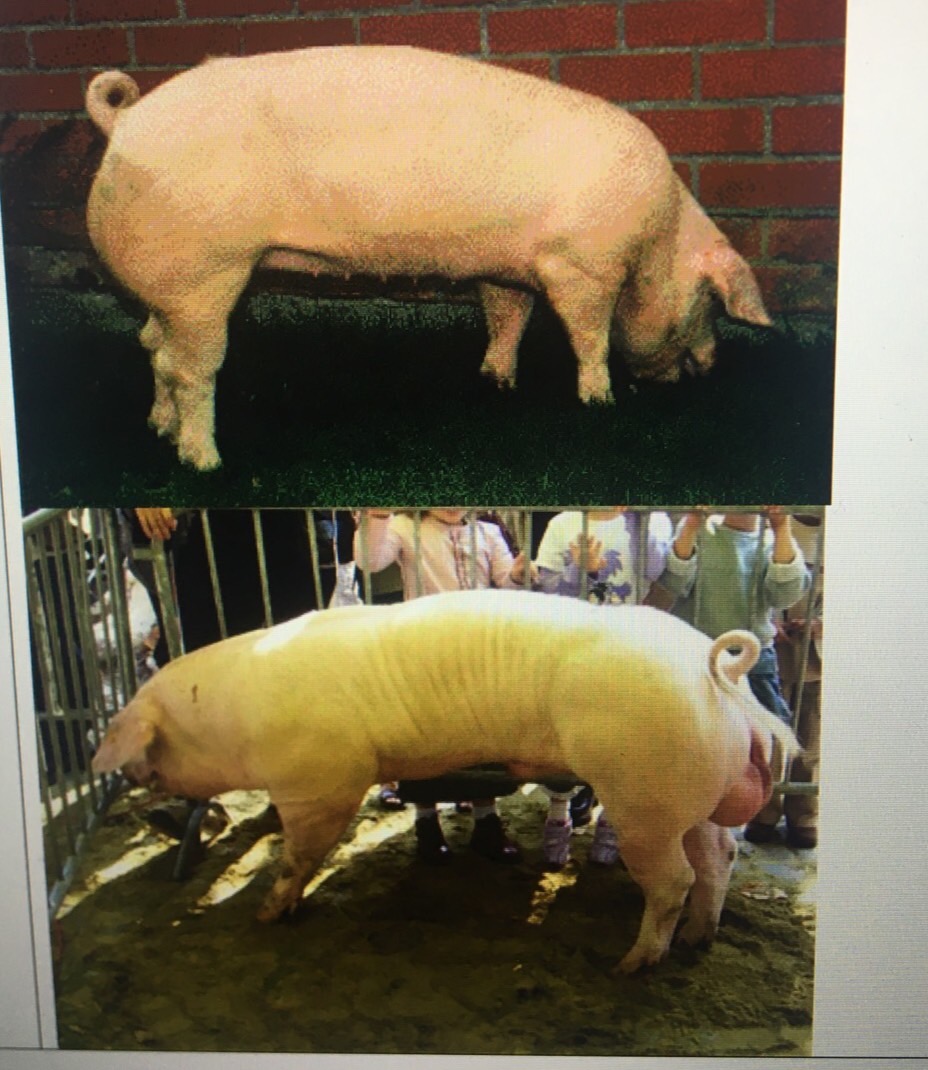 Rassenleer 10 Flashcards | Memorang