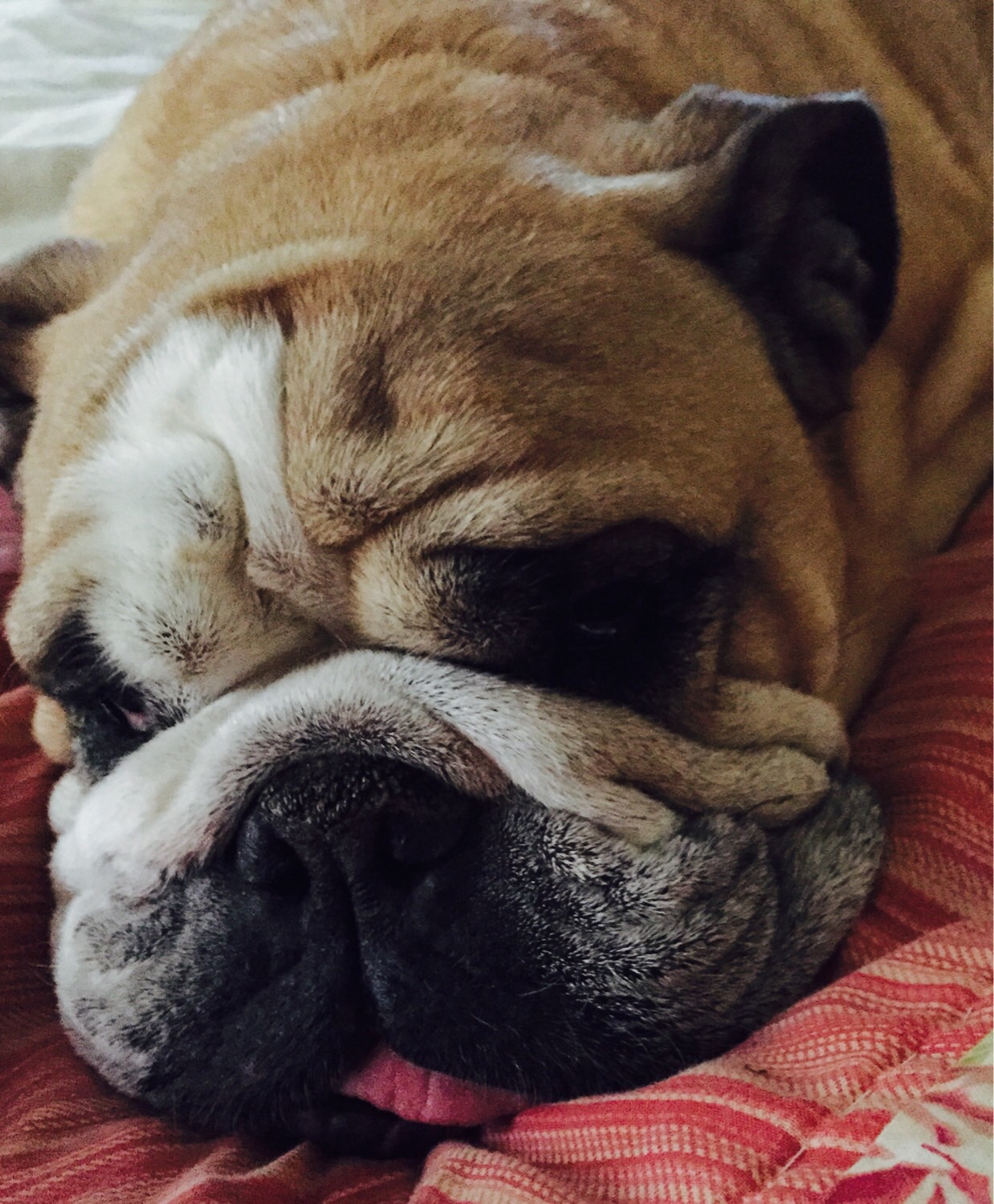 Things about me Flashcards | Memorang