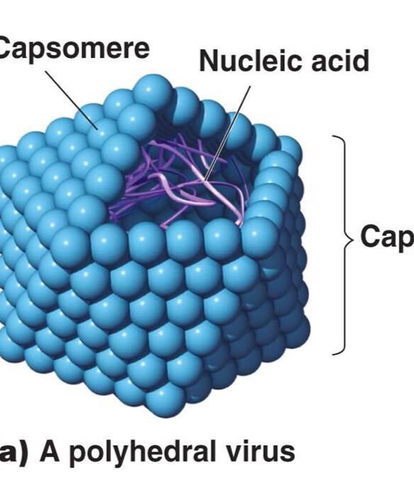 Protozoa and virus Flashcards | Memorang