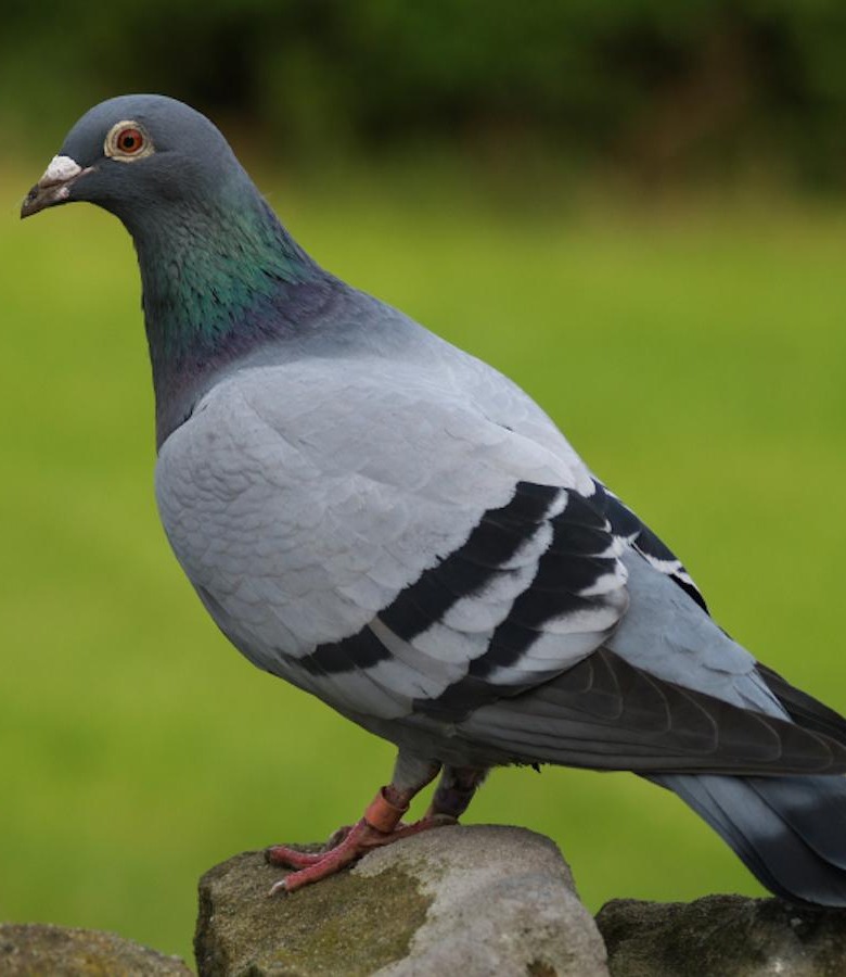 Learn 12 kinds of Prey and their main Predators! Flashcards | Memorang