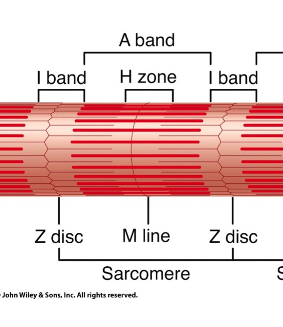 Vertebrate Skeletal Muscle (Book) Flashcards | Memorang