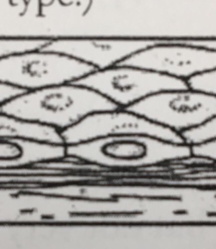 Anatomy Flashcards Memorang