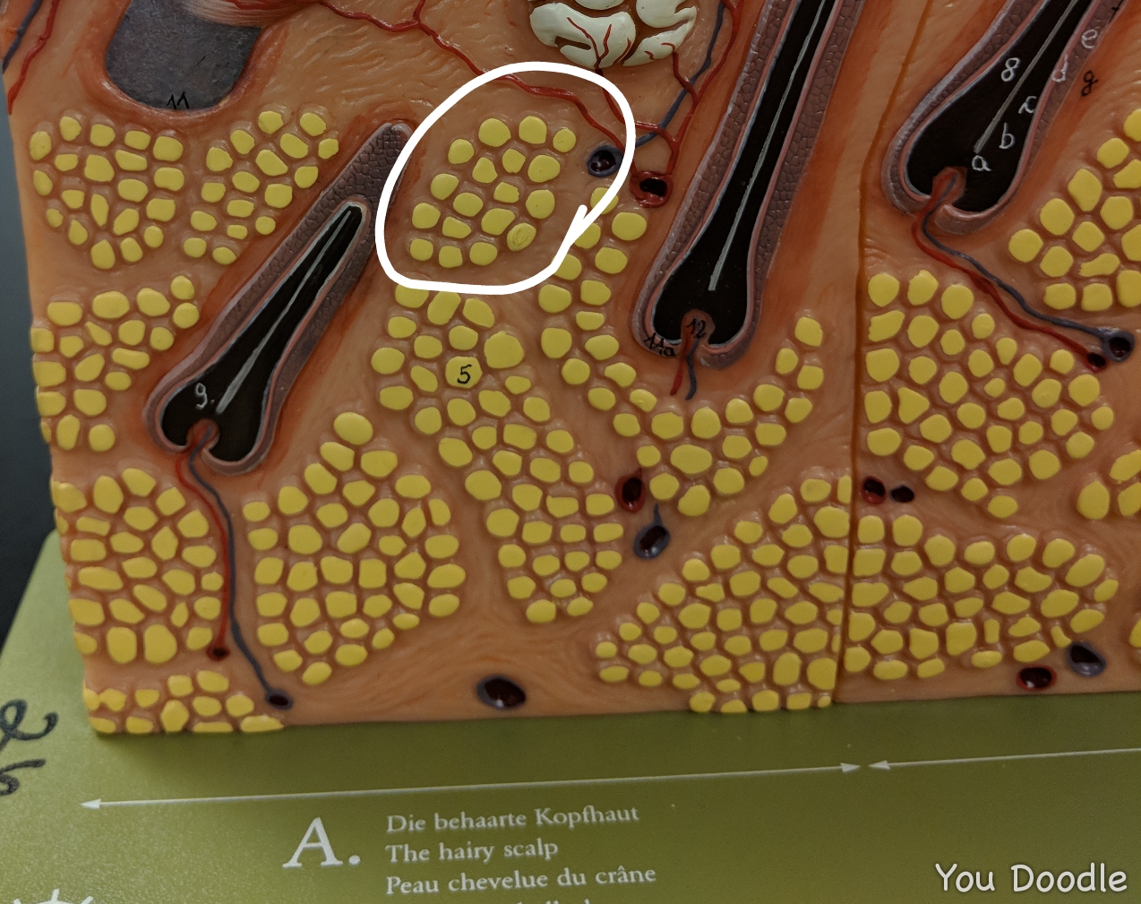 Integumentary System Flashcards | Memorang