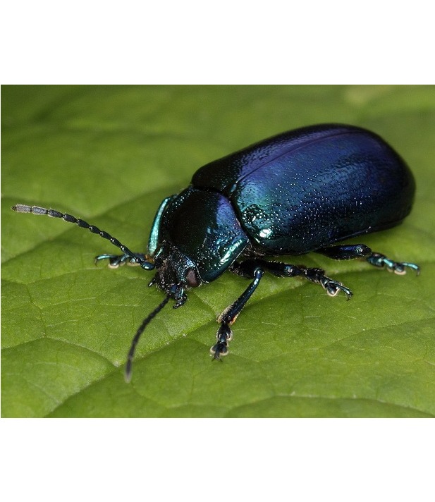 parallellepipedum Flashcards | Memorang