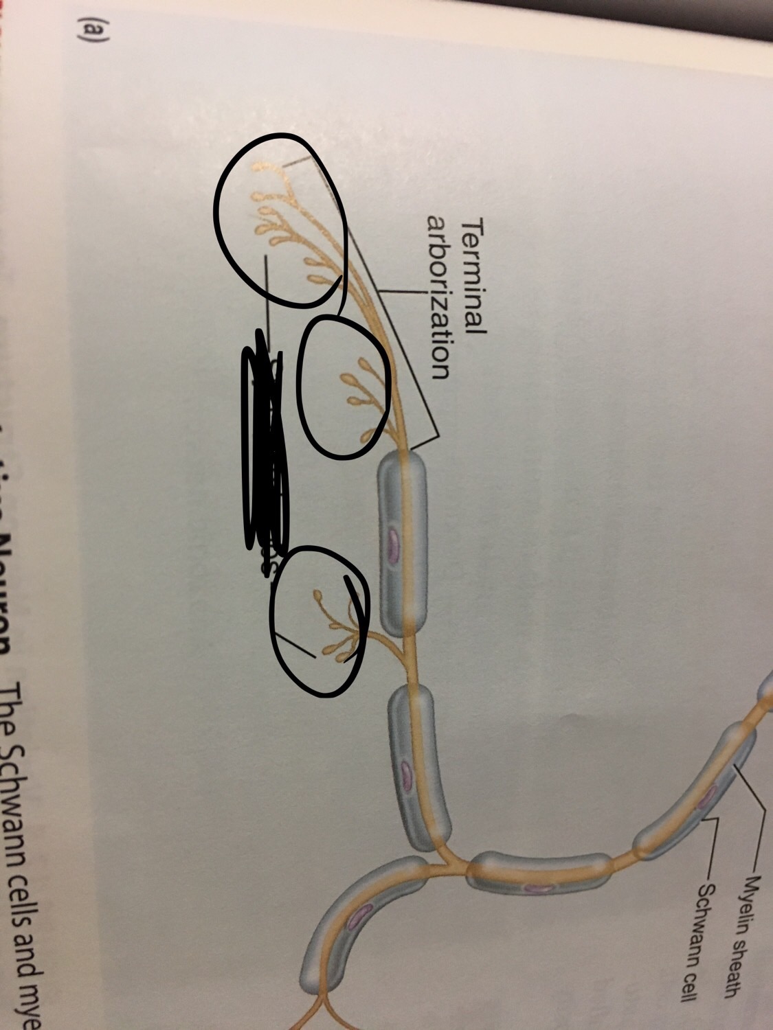 The neuron Flashcards | Memorang