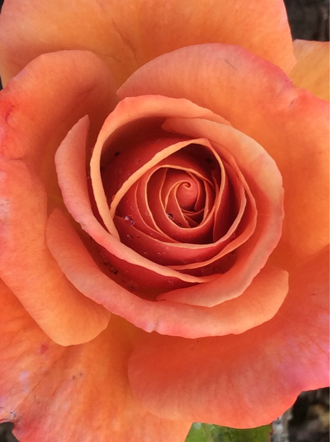 Learn your flowers Flashcards | Memorang