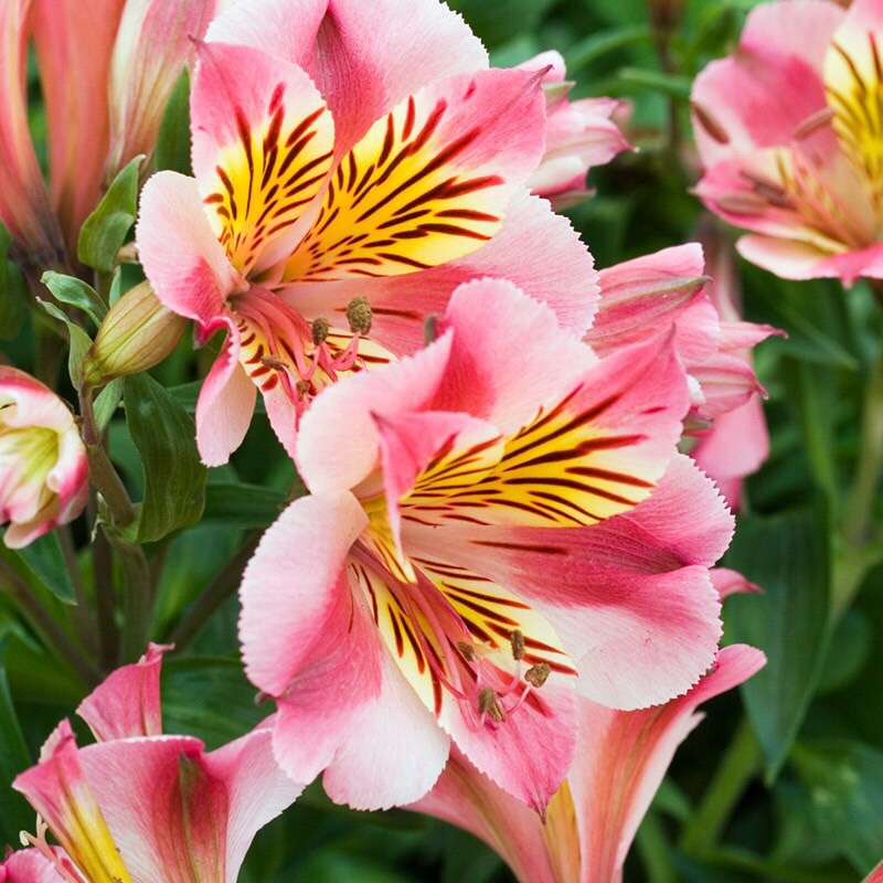 Flowers Flashcards | Memorang