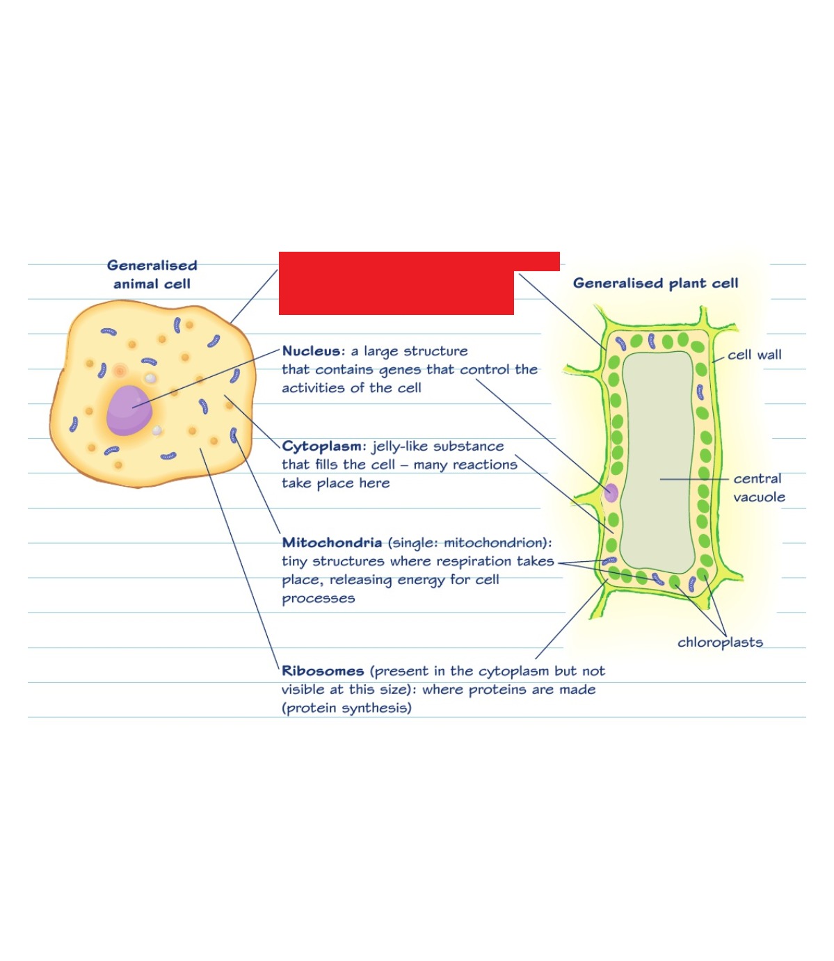 Cells Flashcards | Memorang