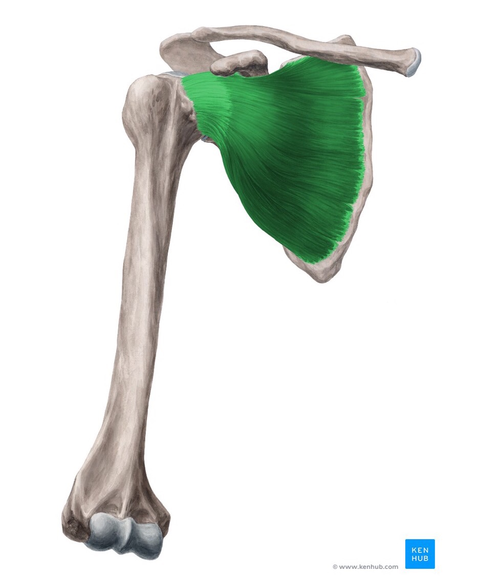 Arm Muscles Flashcards | Memorang