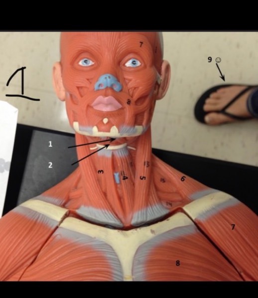Exam 1 - Neck Muscles Flashcards | Memorang