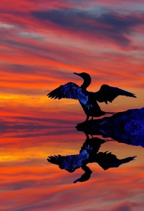 Language Arts Bruh!!! Flashcards | Memorang