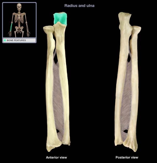 Radius and Ulna Flashcards | Memorang