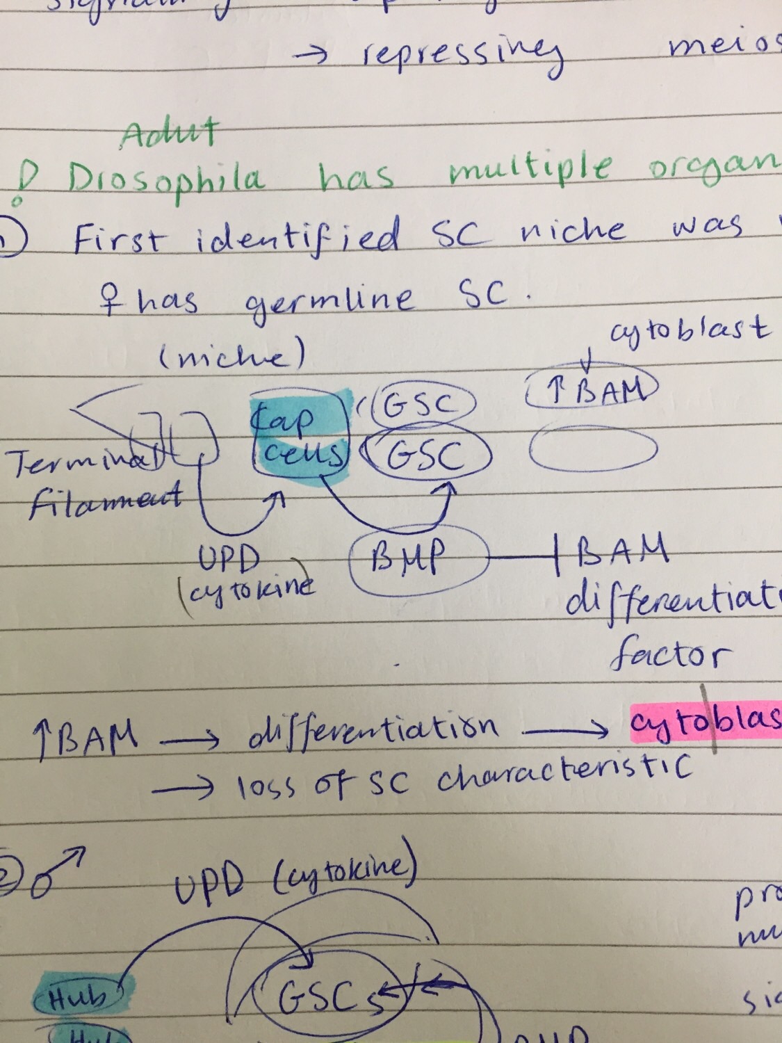 Lecture 9 Flashcards | Memorang