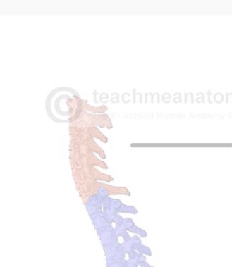 Spine, System, and Spinal Pieces Flashcards | Memorang