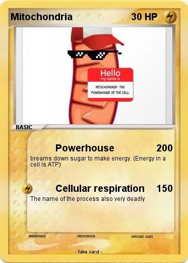 Pokémon Flashcards Memorang