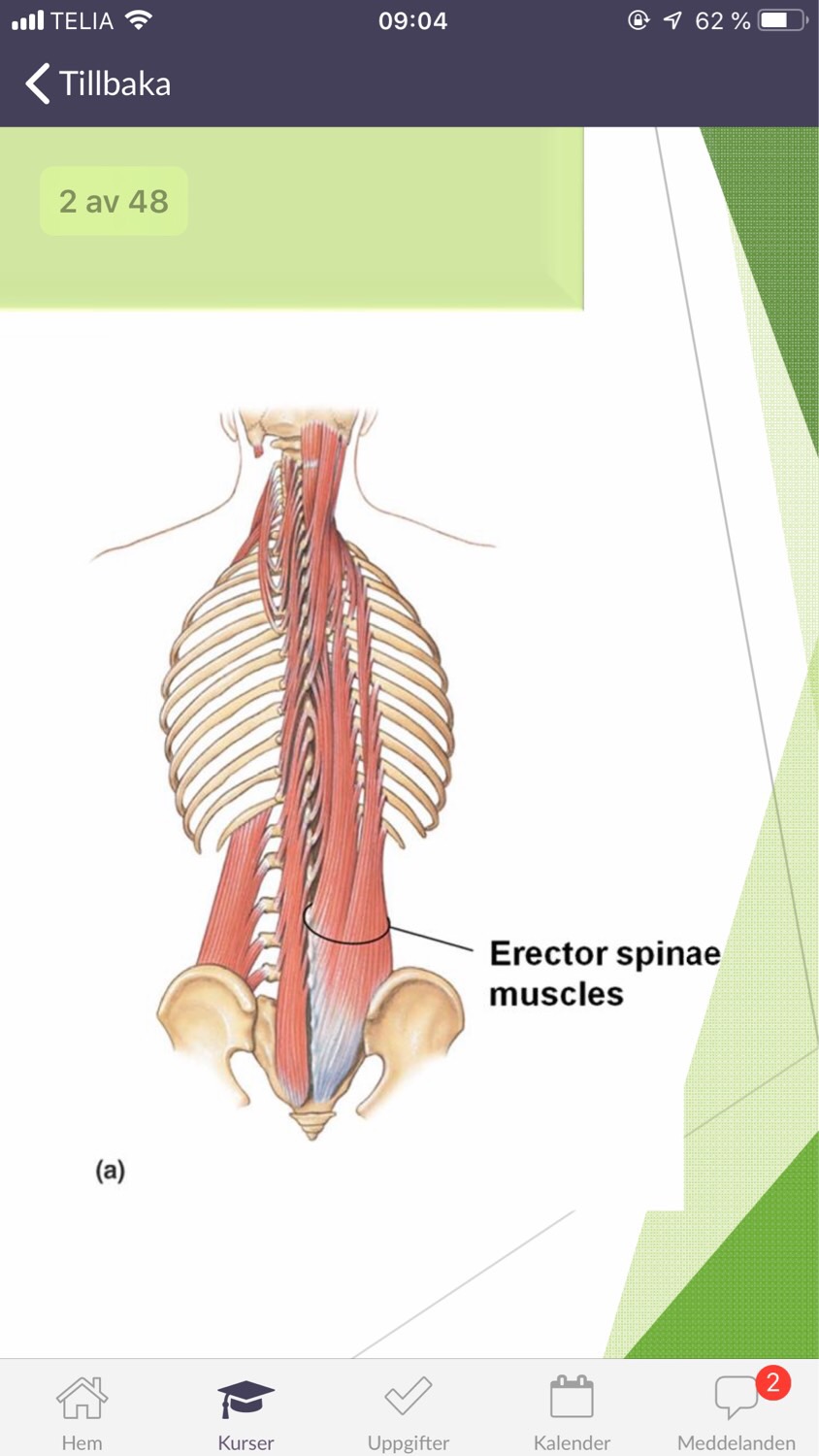MUSKLER BAKSIDA Flashcards | Memorang
