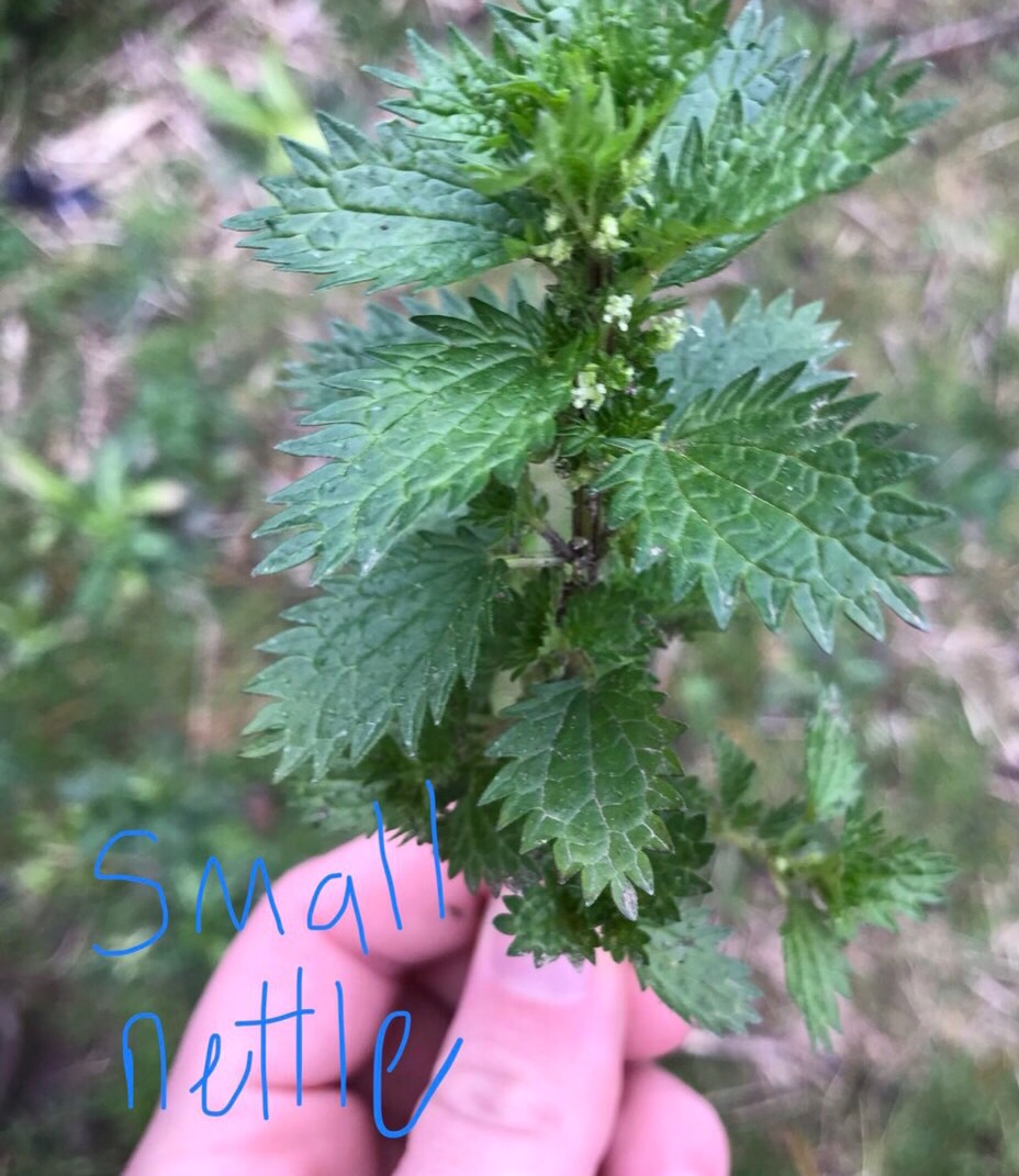 Weeds Flashcards | Memorang