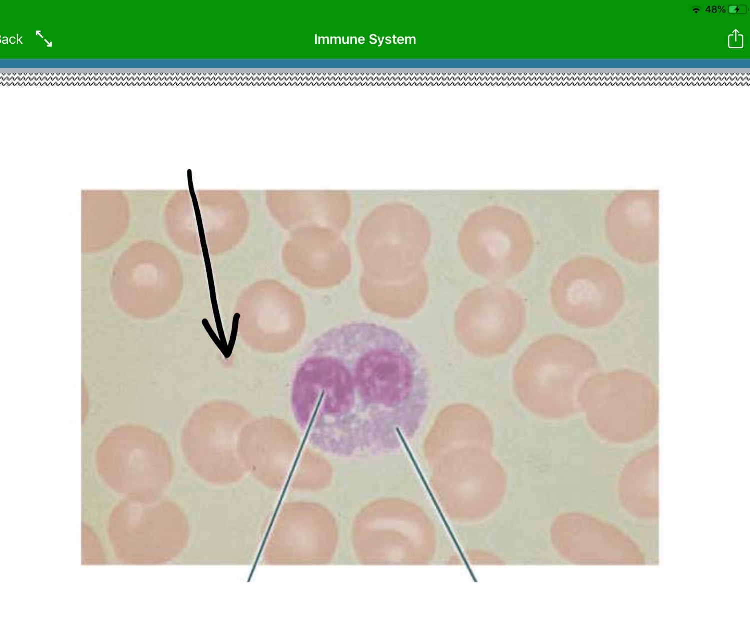 Immune system histology a & p 2 Flashcards | Memorang