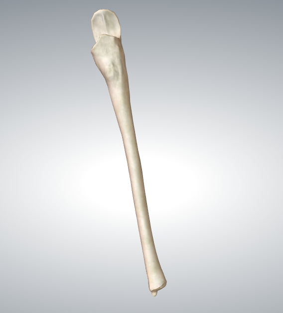 Ulna Bone Markings Flashcards | Memorang