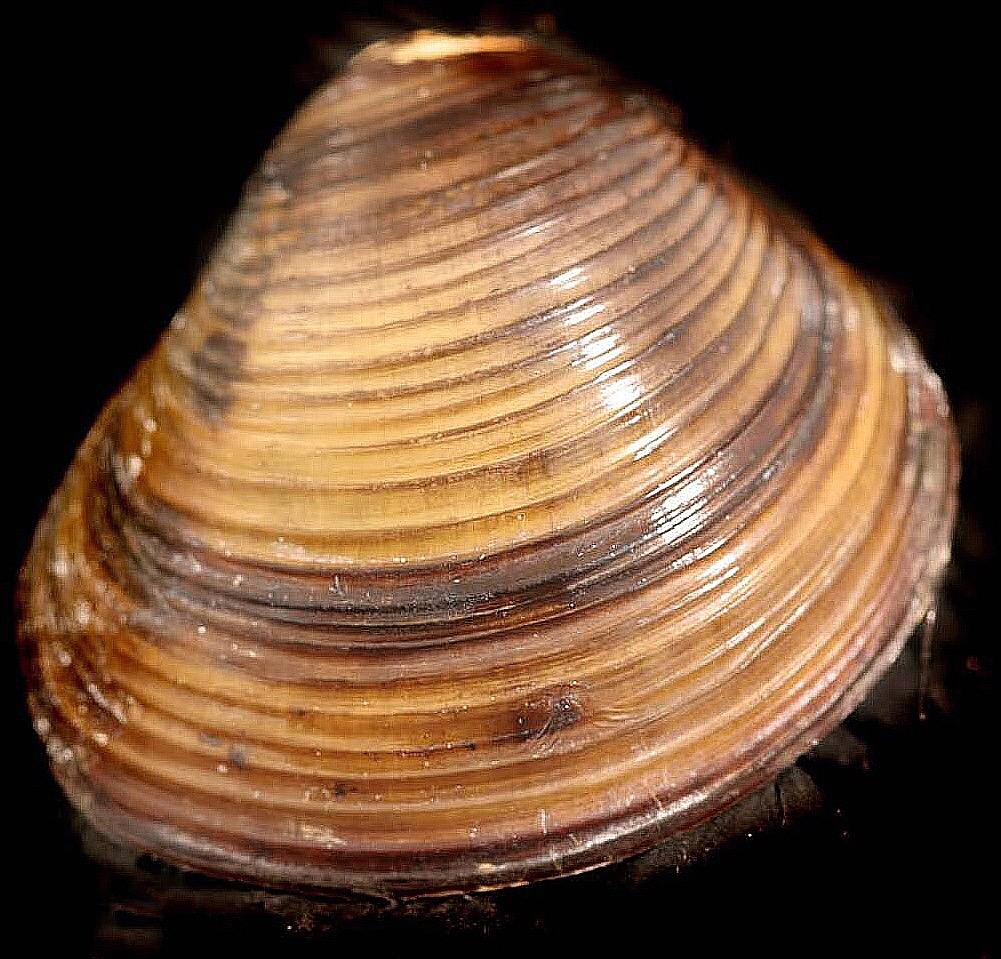 Invasive/ Non -Native Species Flashcards | Memorang