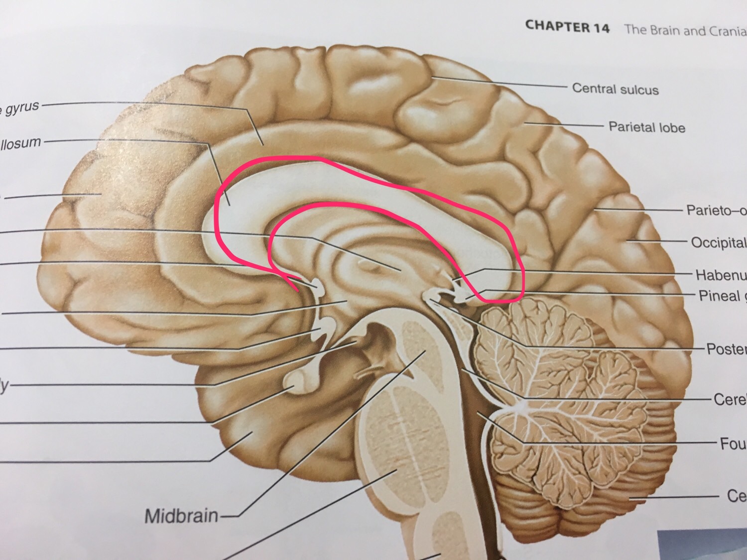 Brain anatomy Flashcards | Memorang