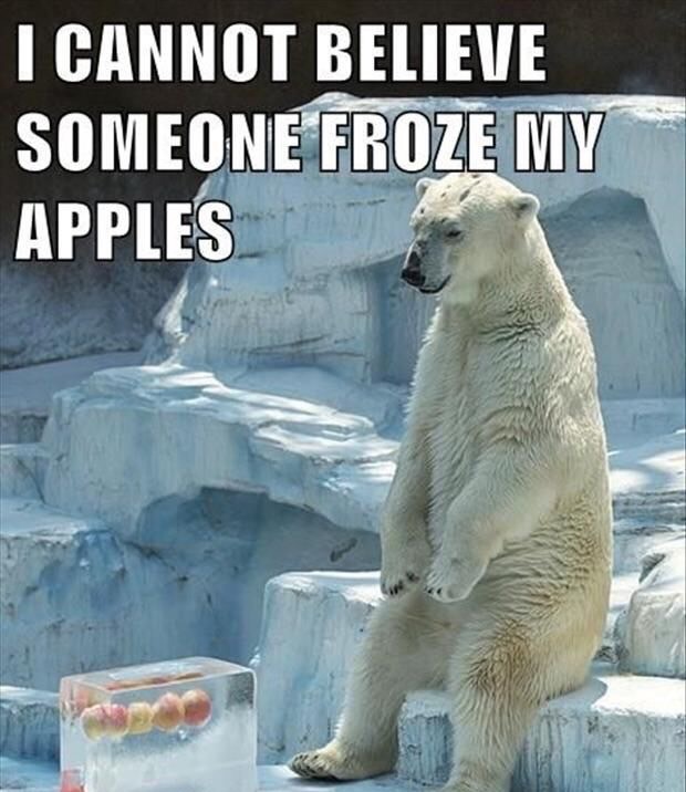 Funny Animal memes Flashcards | Memorang