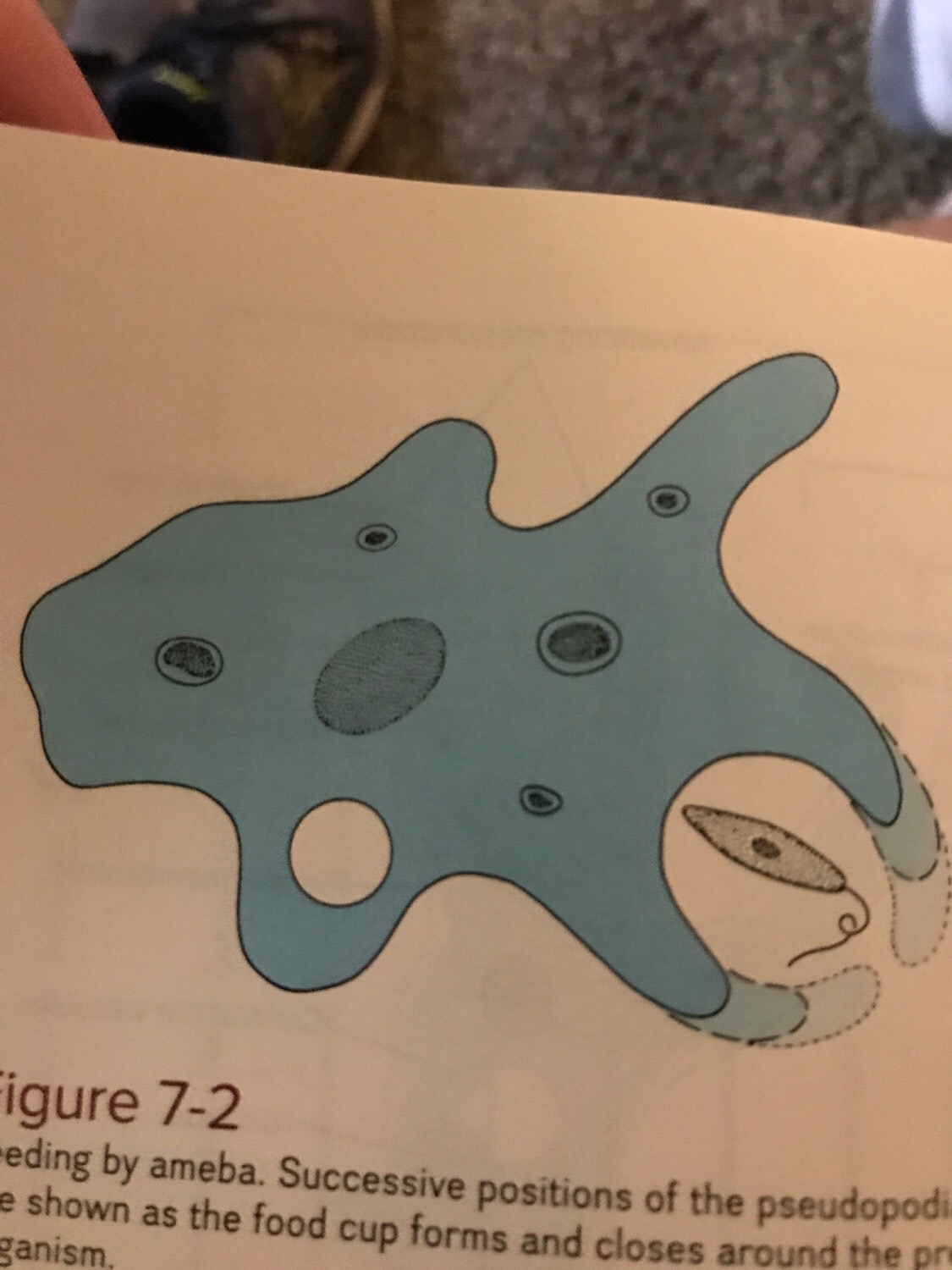 Protozoan names Flashcards | Memorang