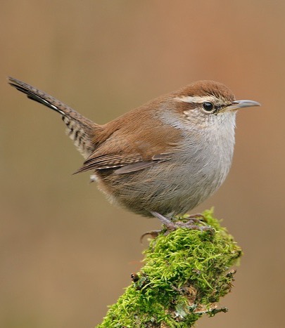 Common American Birds Flashcards | Memorang