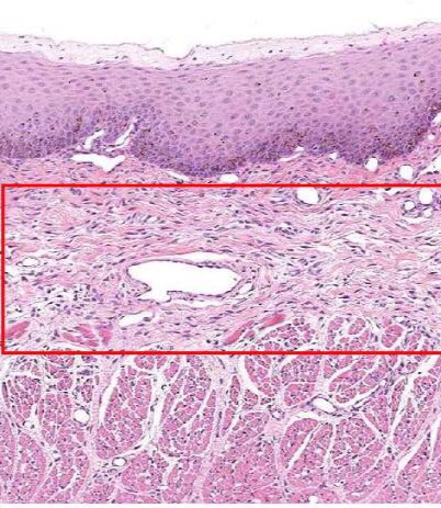 Integumentary System Flashcards | Memorang
