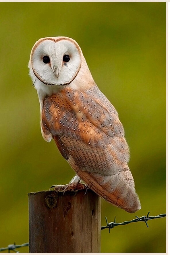 Owlish tiny card deck Flashcards | Memorang