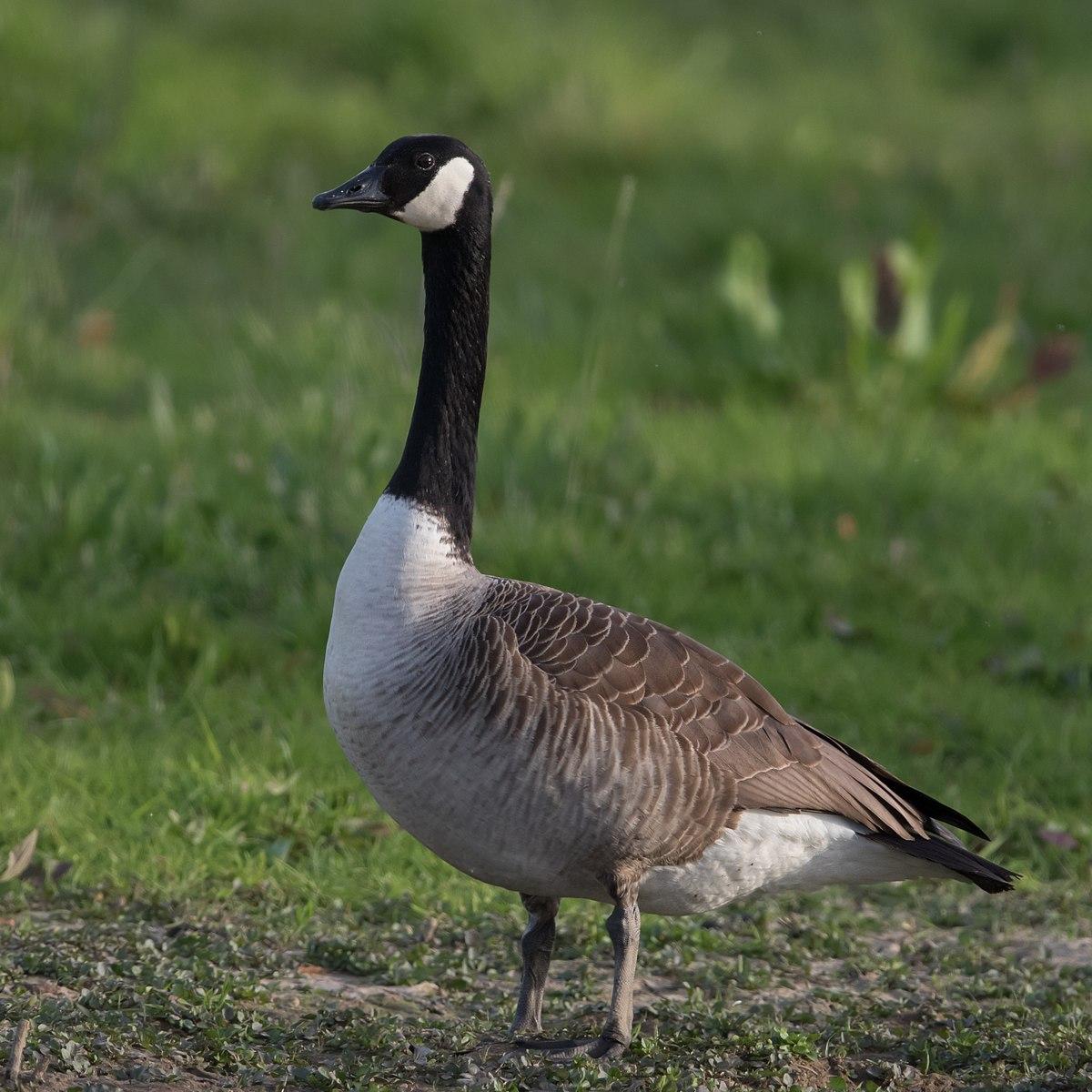 Waterfowl species - Geese, Swans, & Dabblers Flashcards | Memorang