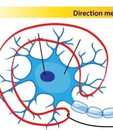 Neurons Flashcards | Memorang
