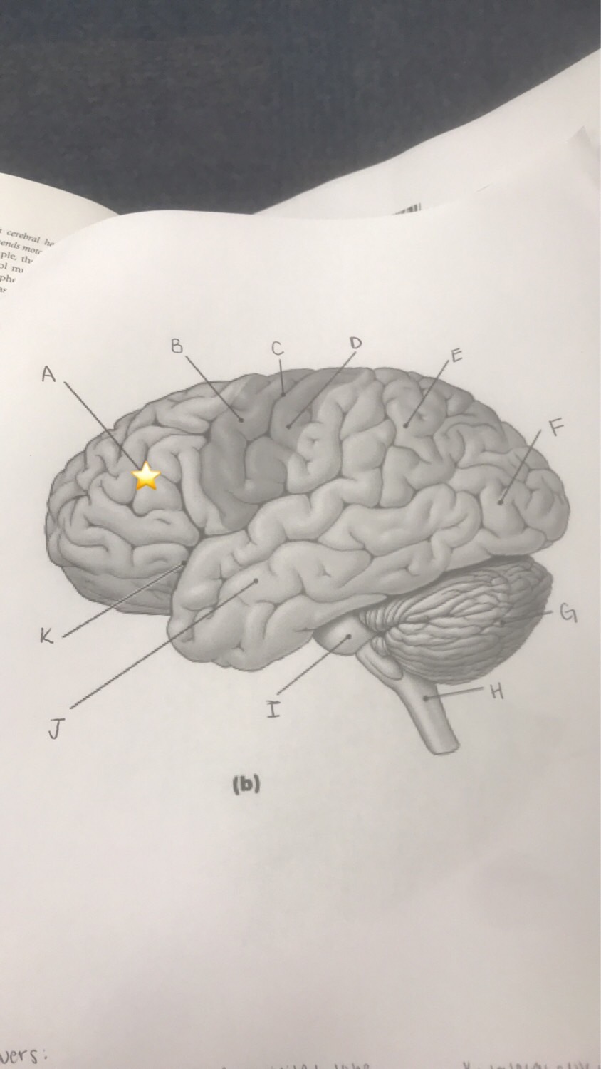 Brain sections Flashcards | Memorang