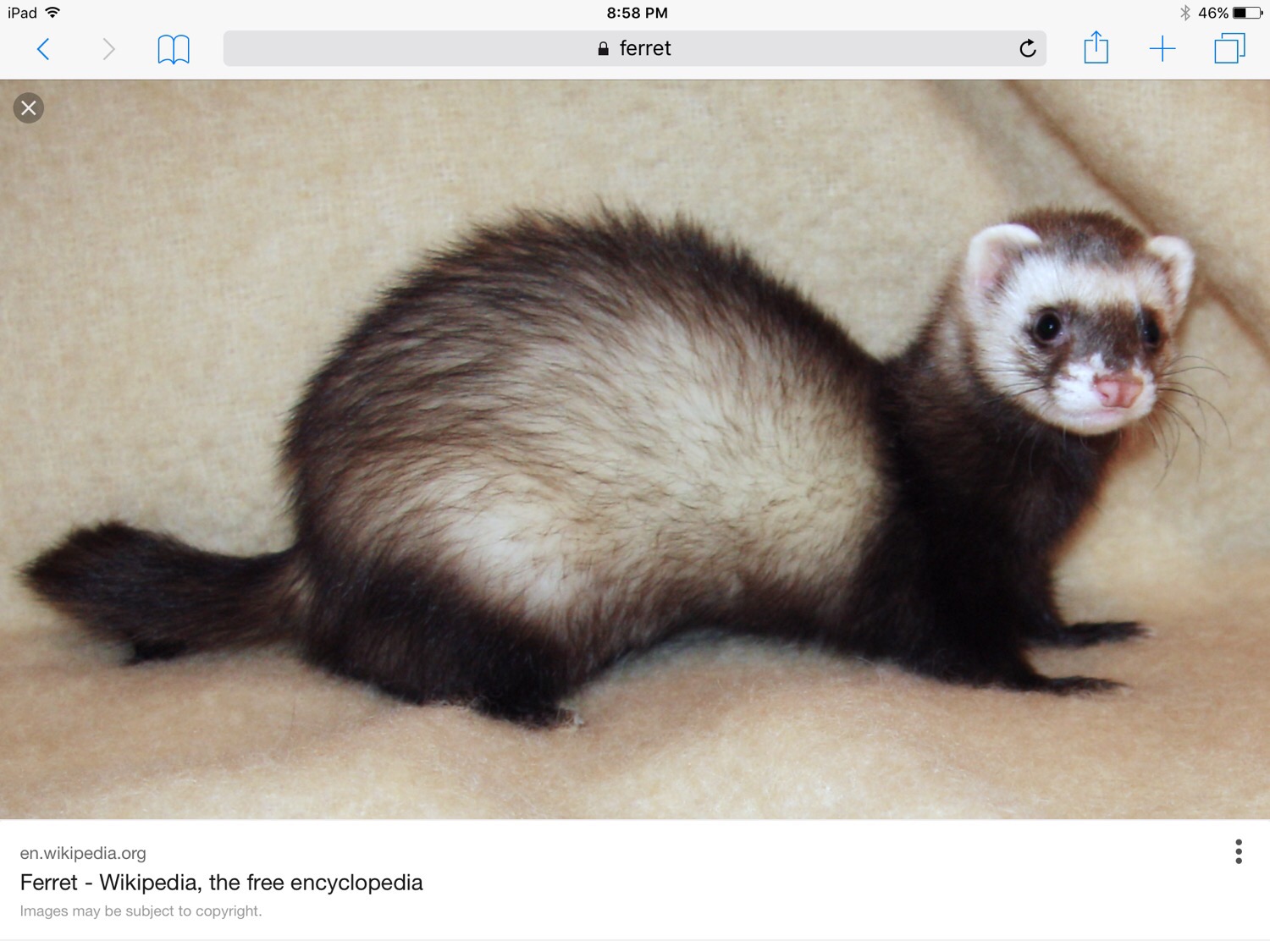 Ferrets Flashcards | Memorang
