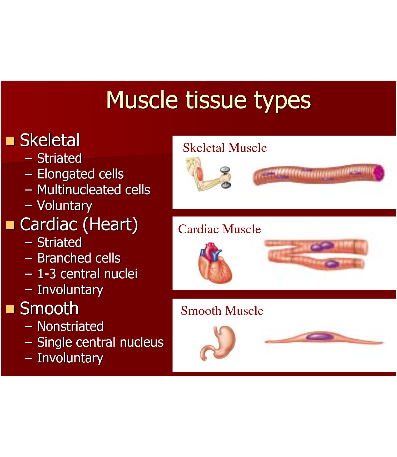 The Muscular & Skeletal Systems Flashcards | Memorang