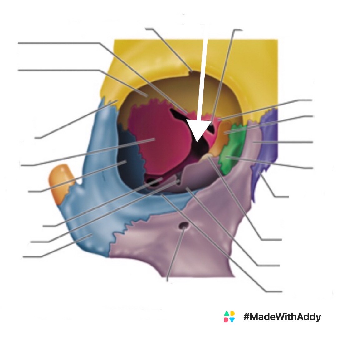 Facial Bones Flashcards Memorang Facial Bones Flashcards Memorang