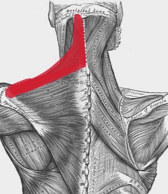 Origem E Insercao Do Musculo Trapezio Dor No Trapézio Quando Se