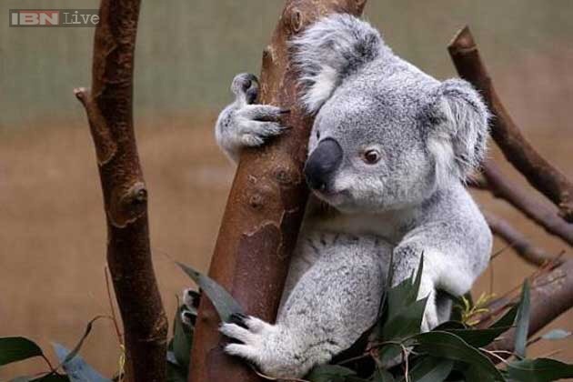 Koalas: some facts about them you may not know. Flashcards | Memorang