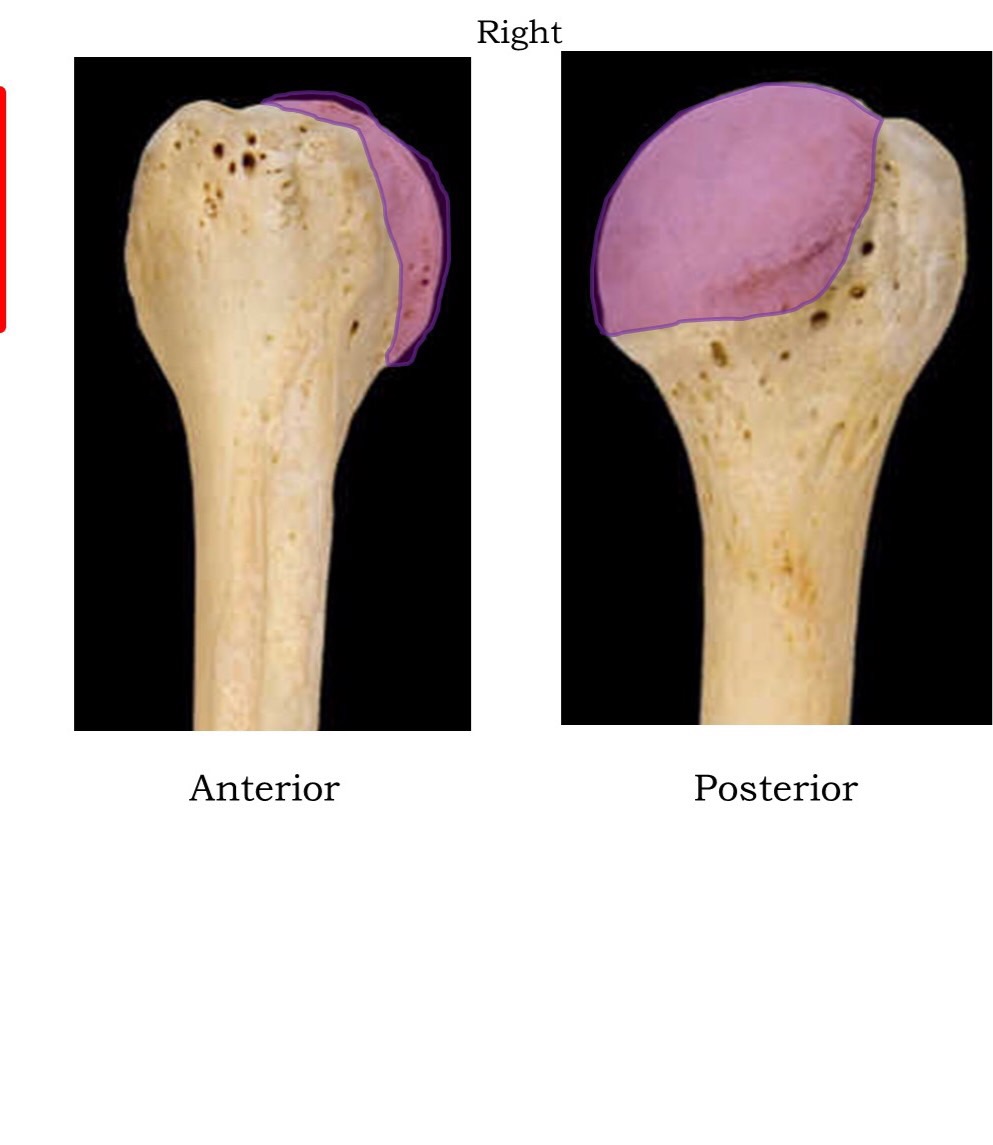 Humerus Flashcards | Memorang