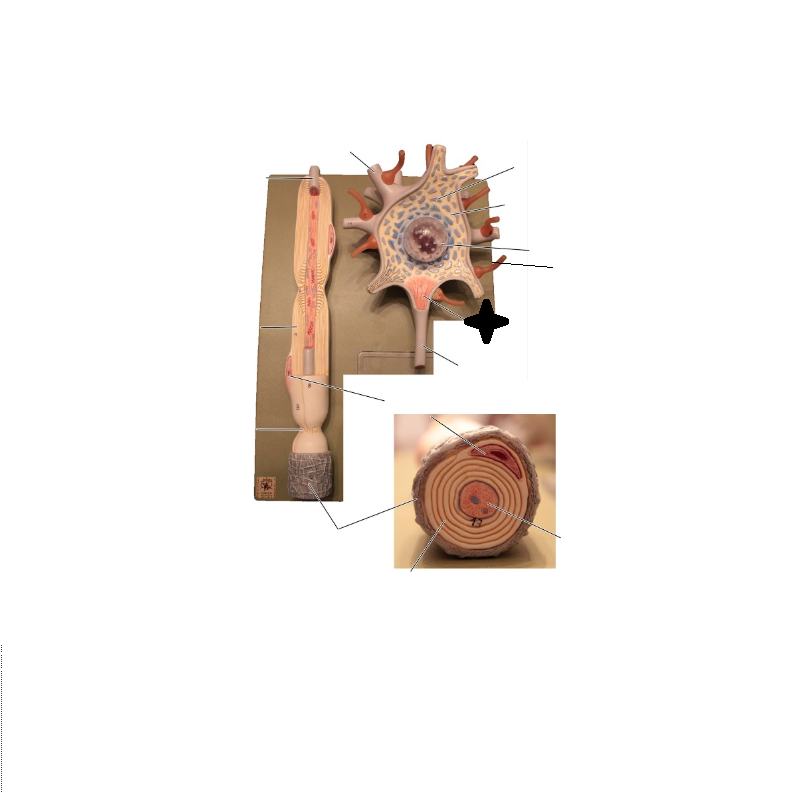 Cross section of a nerve & cell body Flashcards | Memorang