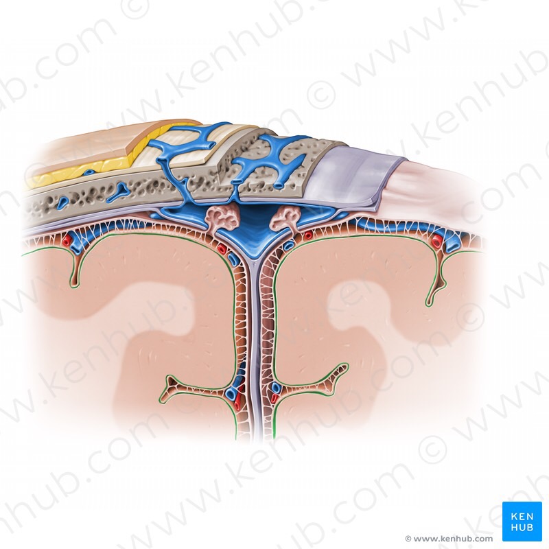 Parts Of The Brain Flashcards at Twila Timmons blog