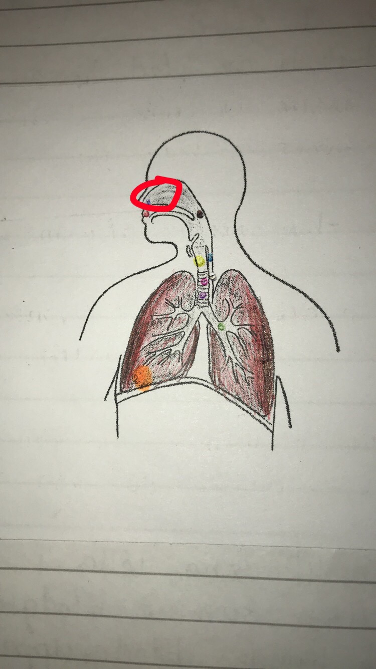 Lungan och andningen Flashcards | Memorang
