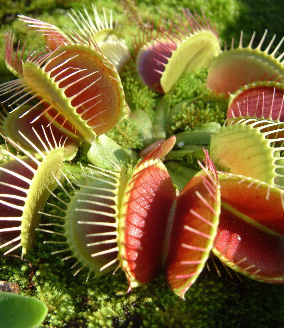 Biology 1.2 (7th grade) Flashcards | Memorang